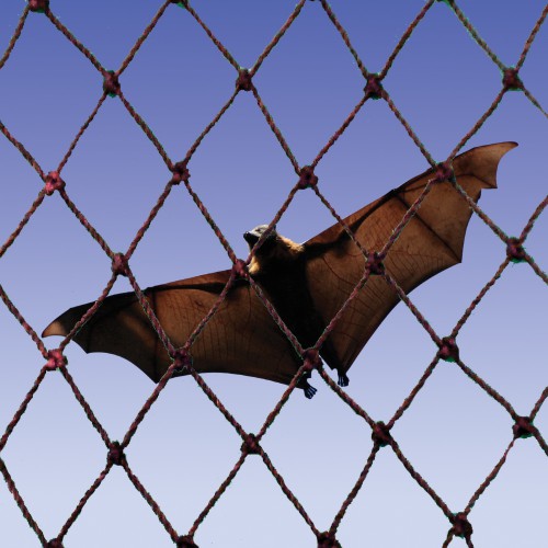 BAT NETTING 10' x 10' WITH 3/8" MESH | Animal Traps & Supplies